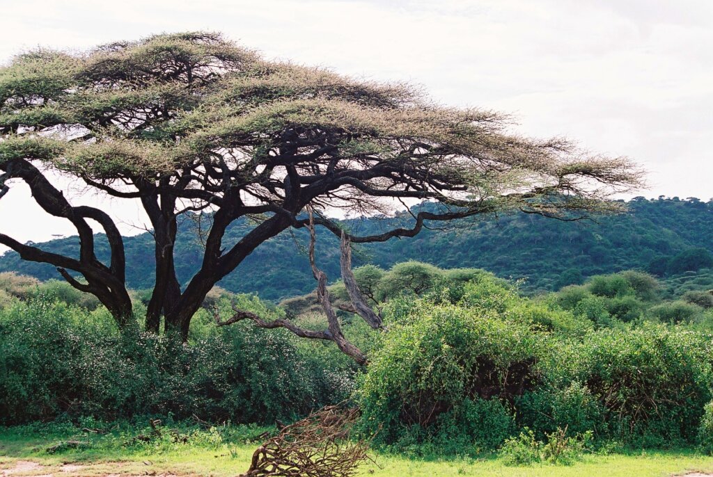 7 lipca - Dzień Suahili - Katedra Języków i Kultur Afryki